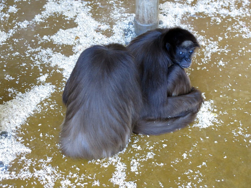 The Complete List of Primates - 33Science