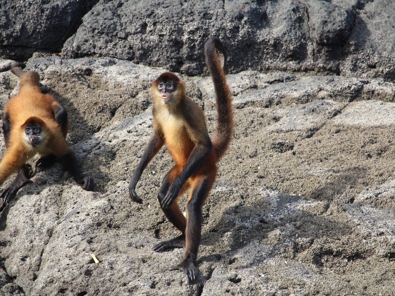 The Complete List of Primates - 33Science