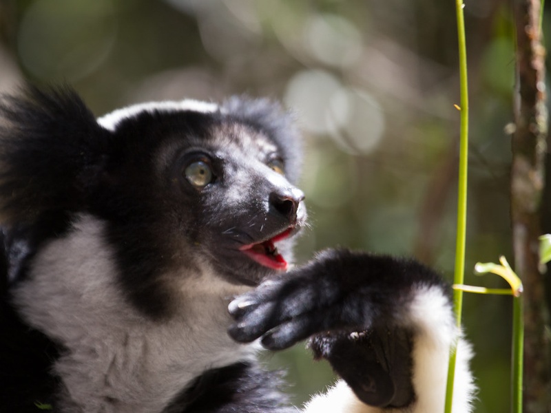 The Complete List of Primates - 33Science