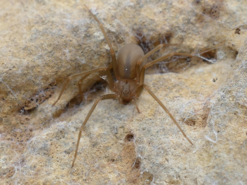 Endemic Species of Switzerland: The Complete List - 33Science