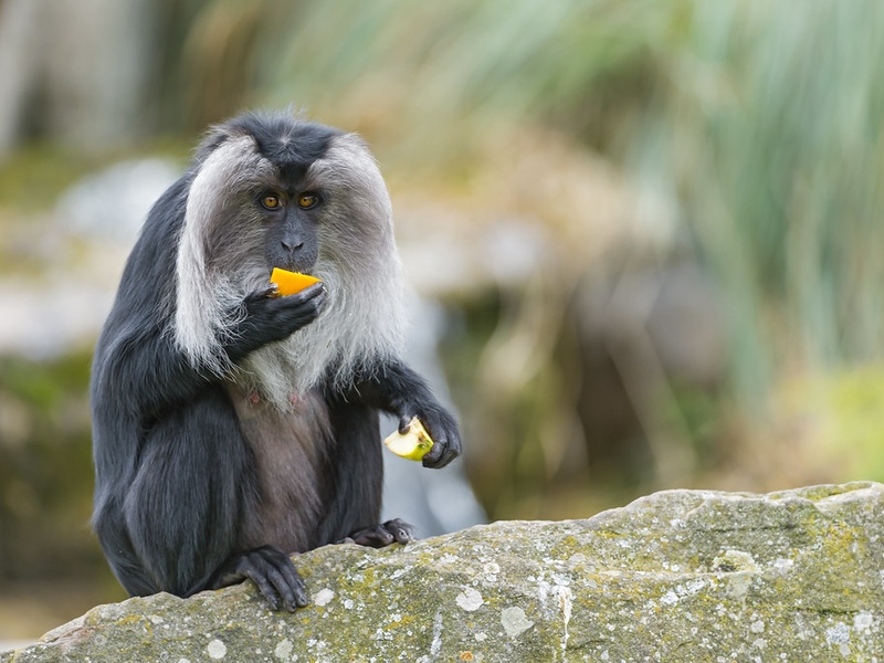 The Complete List of Primates - 33Science