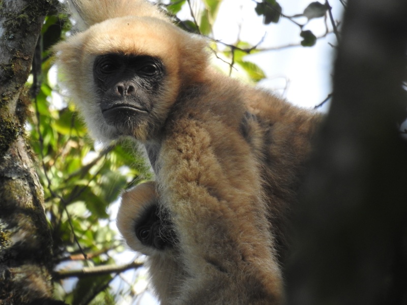 The Complete List of Primates - 33Science