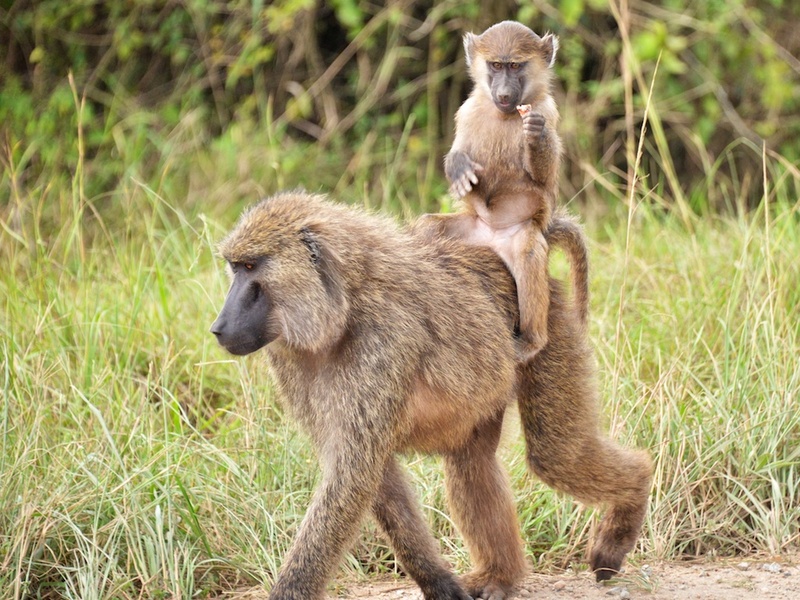 The Complete List of Primates - 33Science