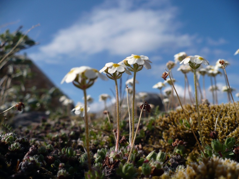 Endemic Species of Switzerland: The Complete List - 33Science