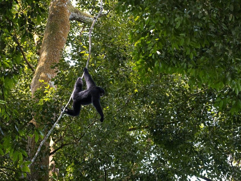 The Complete List of Primates - 33Science