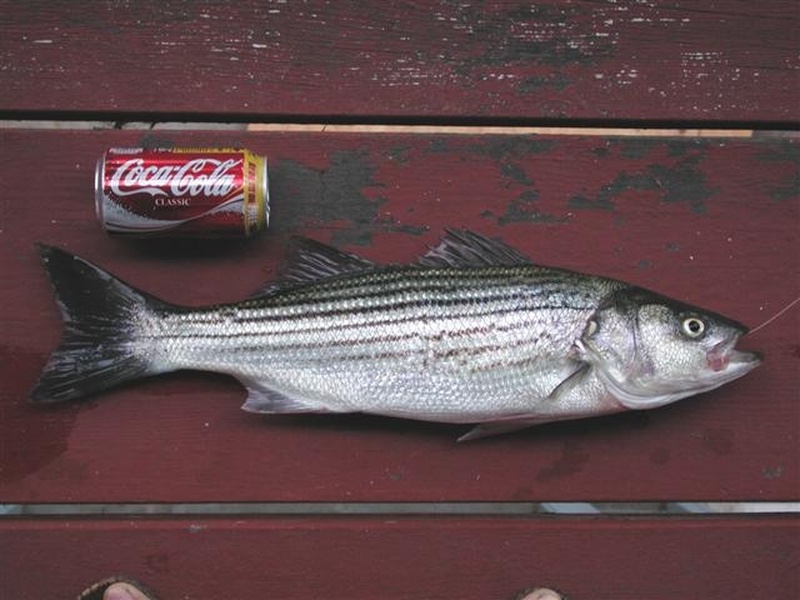 Natural Resources in Virginia: The Complete List - 33Science