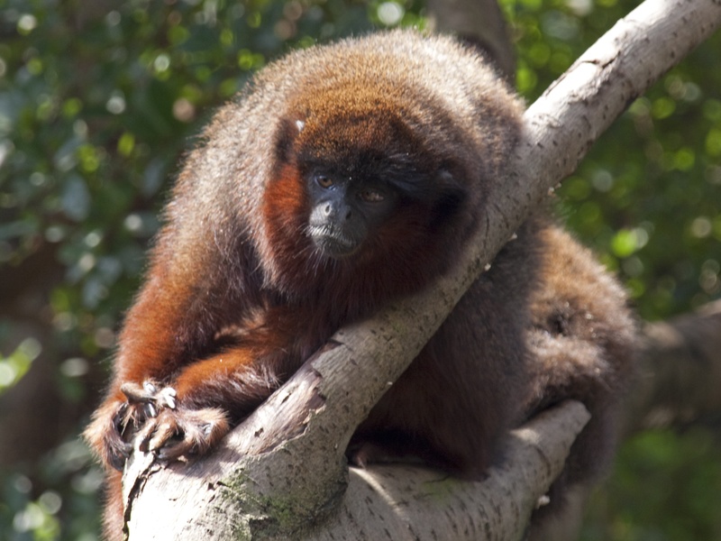 The Complete List of Primates - 33Science