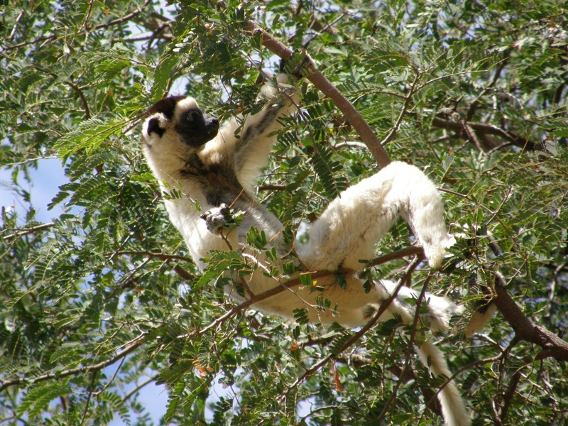 The Complete List of Primates - 33Science