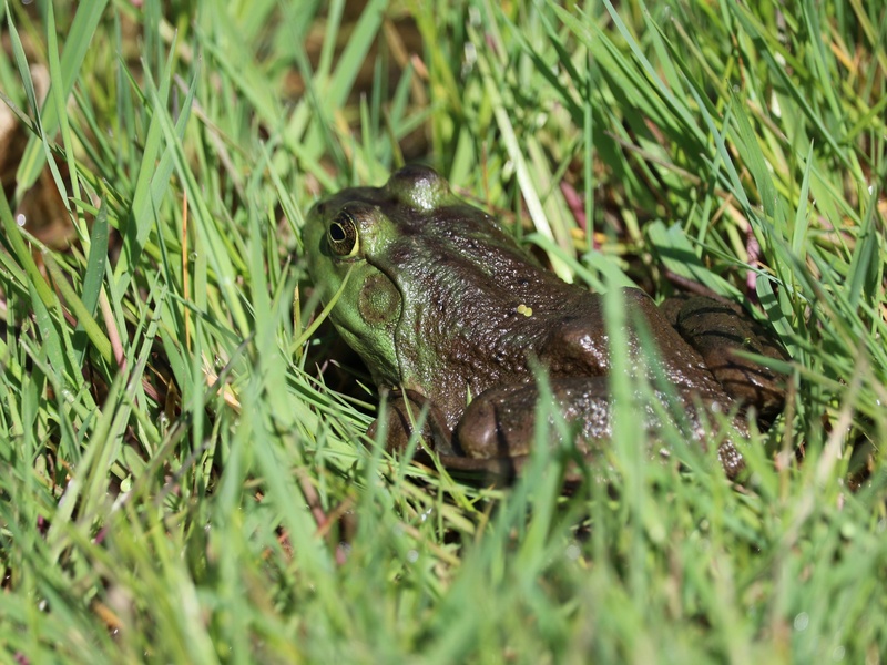 Examples of Amphibians - 33Science