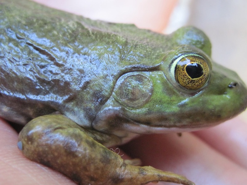 Examples of Amphibians - 33Science