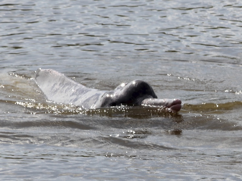 The Complete List of Cetaceans - 33Science