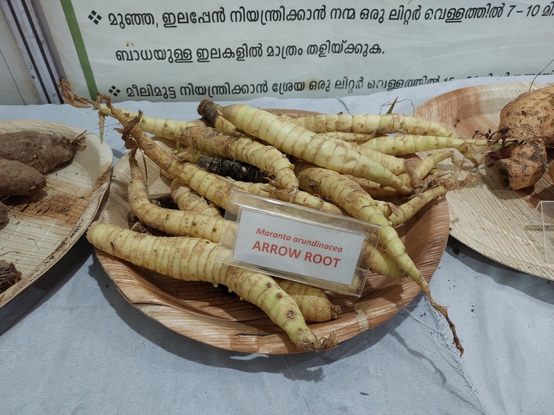 The Complete List of Root Vegetables - 33Science