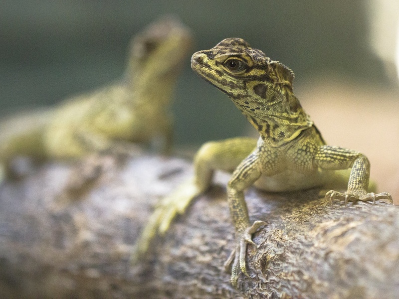 The Complete List of Animals That Start With B - 33Science