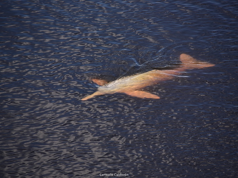 The Complete List of Cetaceans - 33Science