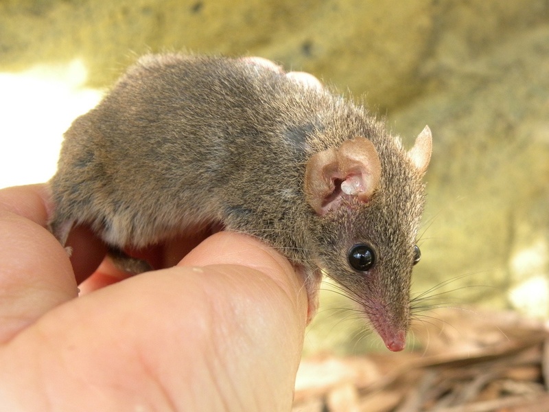 The Complete List of Marsupials - 33Science