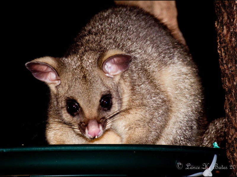 The Complete List of Marsupials - 33Science