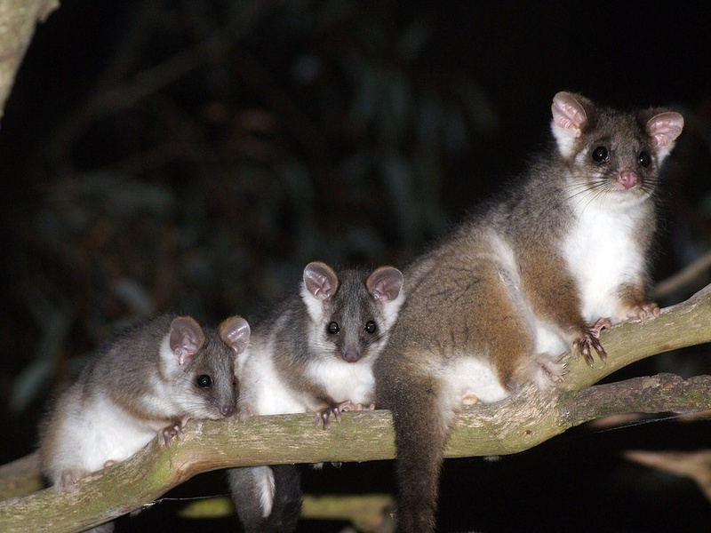 The Complete List of Marsupials - 33Science