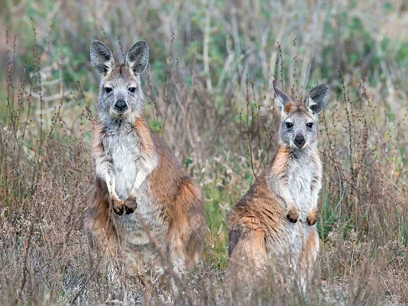 The Complete List of Marsupials - 33Science