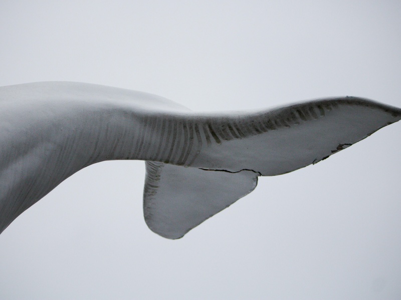 The Complete List of Cetaceans - 33Science