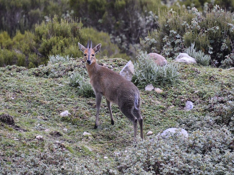 The Complete List of Animals That Start With D - 33Science
