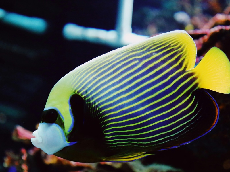 The Complete List of Animals That Start With E - 33Science