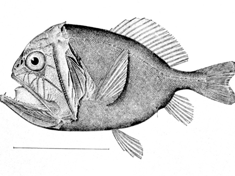 The Complete List of Animals That Start With F - 33Science
