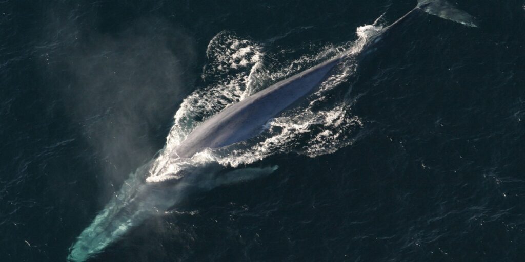 The Complete List of Cetaceans - 33Science