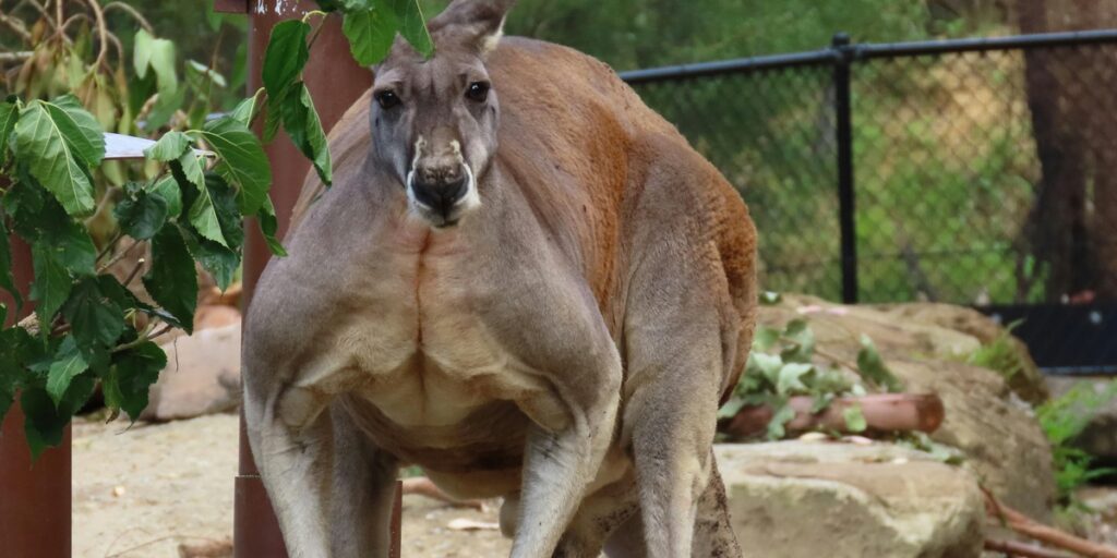 The Complete List of Marsupials - 33Science