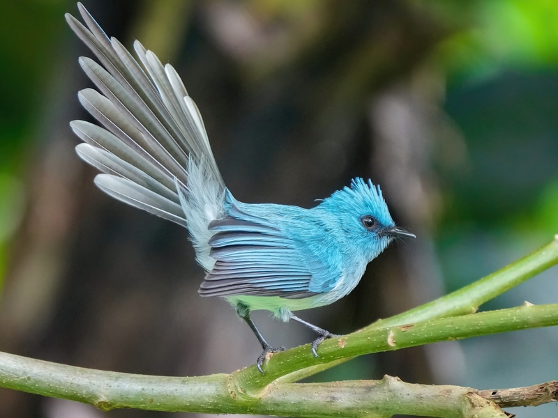 The Complete List of Animals That Start With F - 33Science
