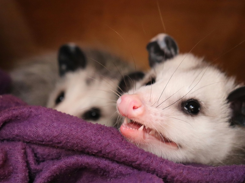 The Complete List of Marsupials - 33Science