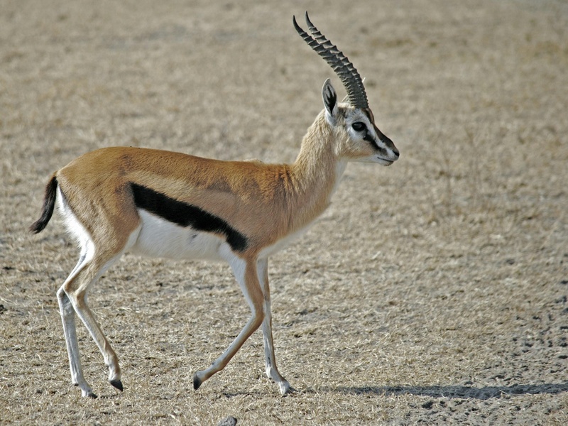 The Complete List of Animals That Start With G - 33Science