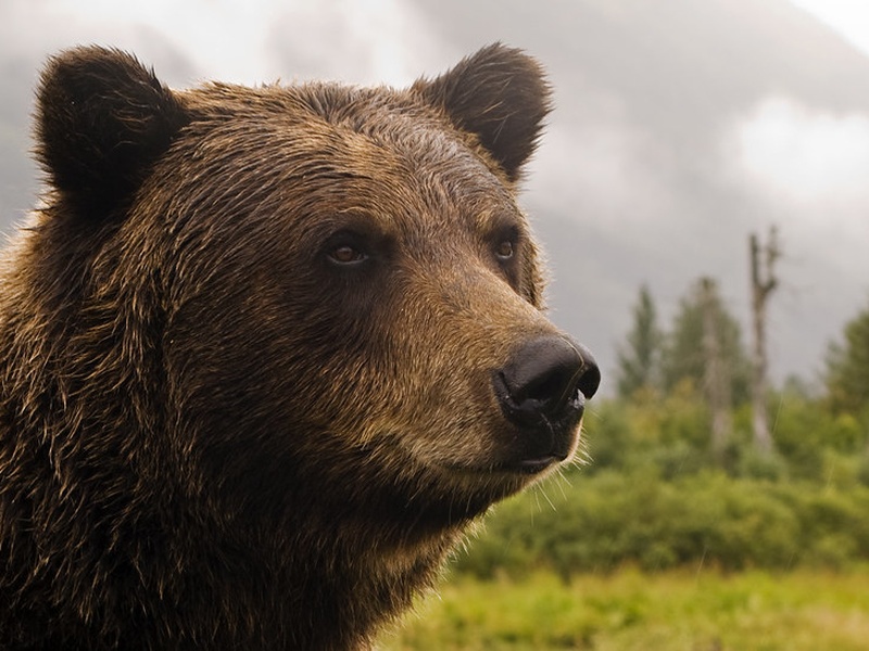 The Complete List of Animals That Start With G - 33Science