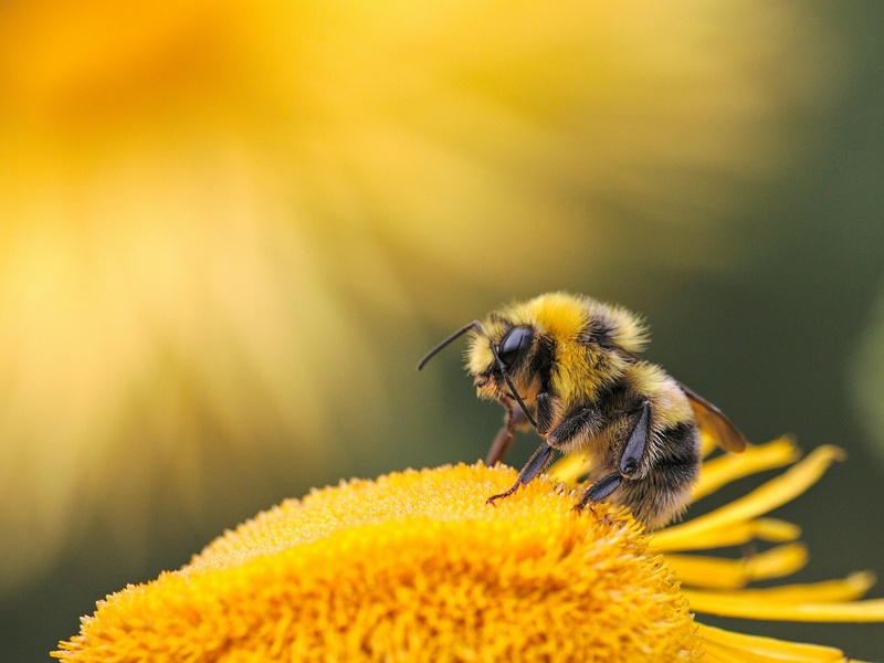 The Complete List of Animals That Start With H - 33Science