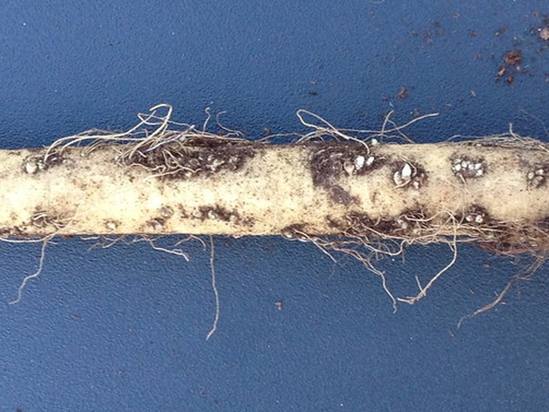 The Complete List of Root Vegetables - 33Science
