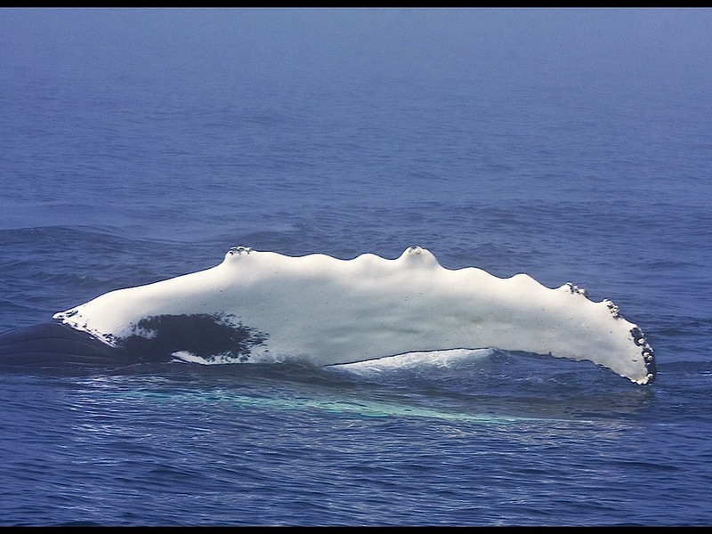 The Complete List of Cetaceans - 33Science