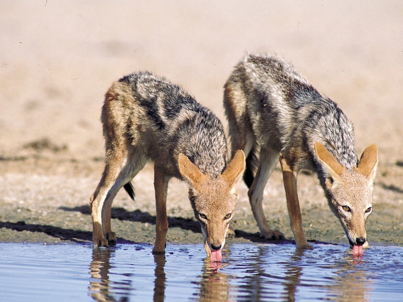 The Complete List of Animals That Start With J - 33Science