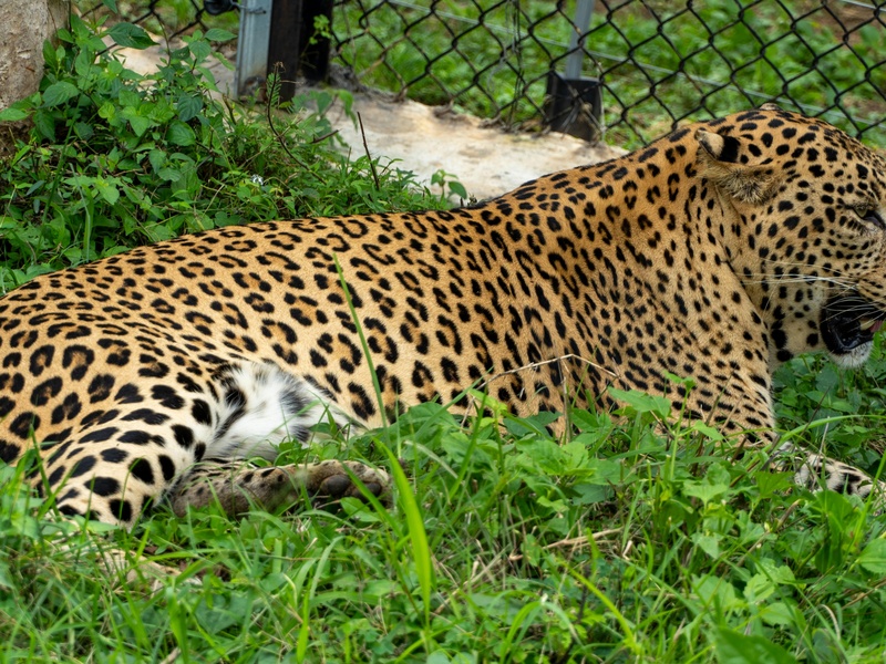 The Complete List of Animals That Start With J - 33Science