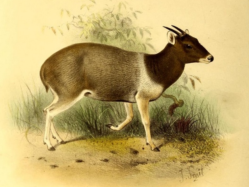 The Complete List of Animals That Start With J - 33Science