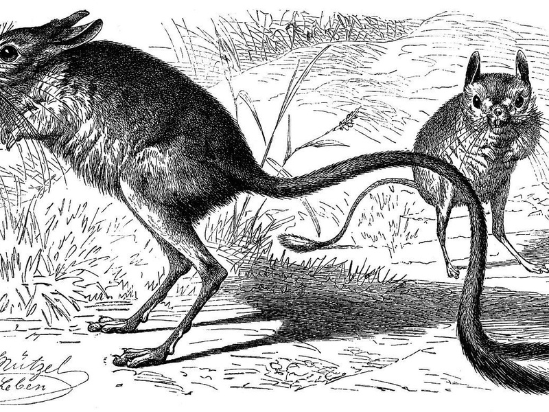 The Complete List of Animals That Start With J - 33Science