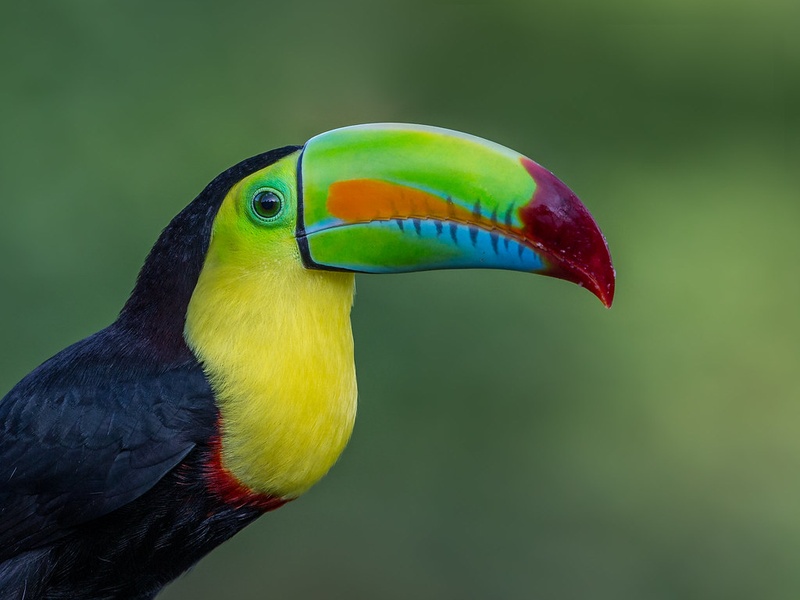 The Complete List of Birds of Mexico - 33Science