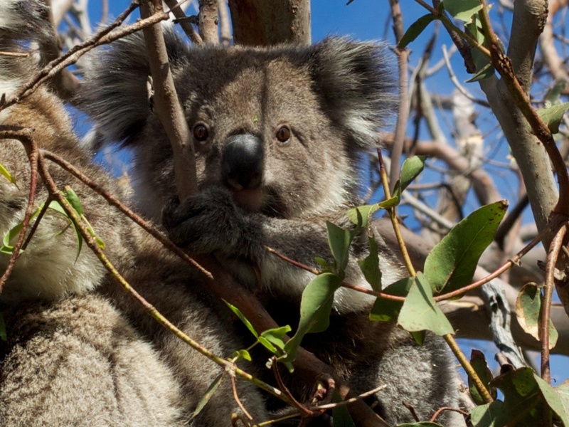 The Complete List of Marsupials - 33Science