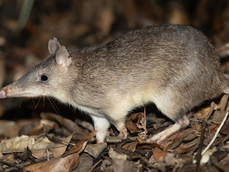 The Complete List of Marsupials - 33Science