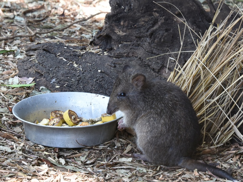 The Complete List of Marsupials - 33Science