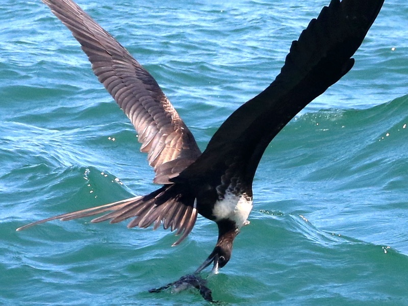 The Complete List of Birds of Mexico - 33Science