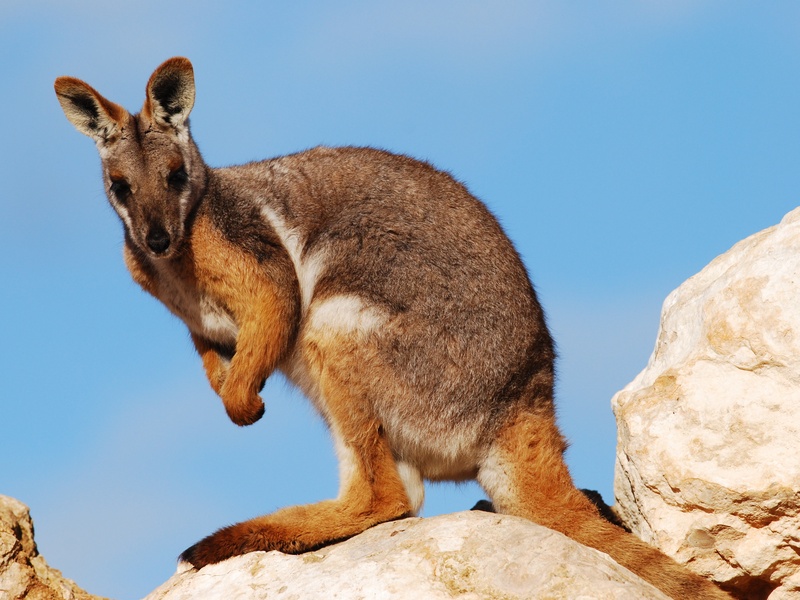 The Complete List of Animals That Start With N - 33Science