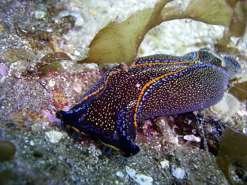 The Complete List of Animals That Start With N - 33Science