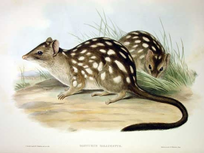 The Complete List of Marsupials - 33Science