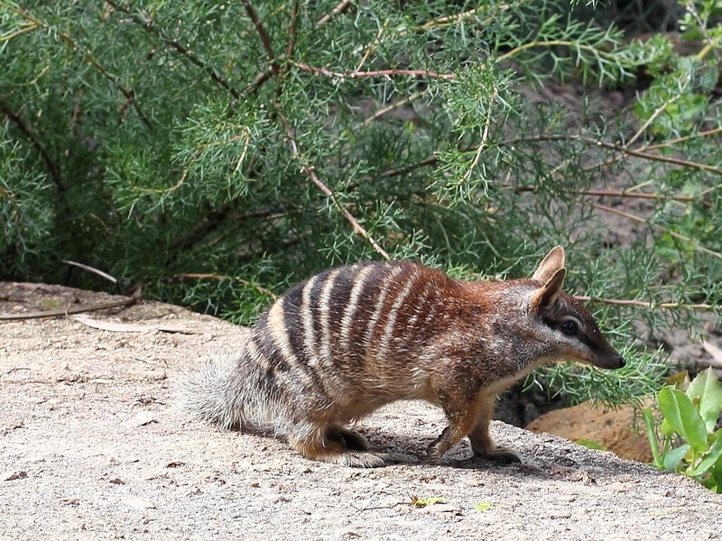 The Complete List of Marsupials - 33Science