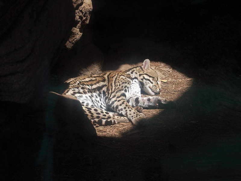 The Complete List of Animals That Start With O - 33Science