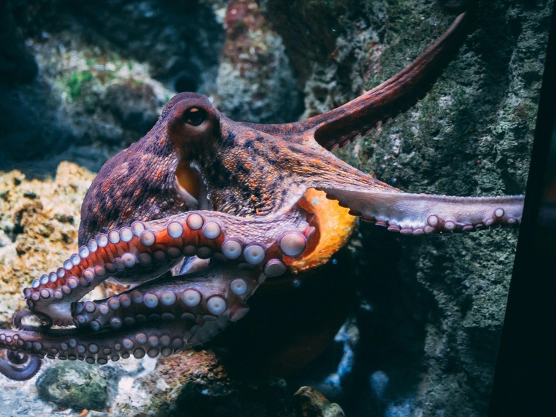 The Complete List of Animals That Start With O - 33Science